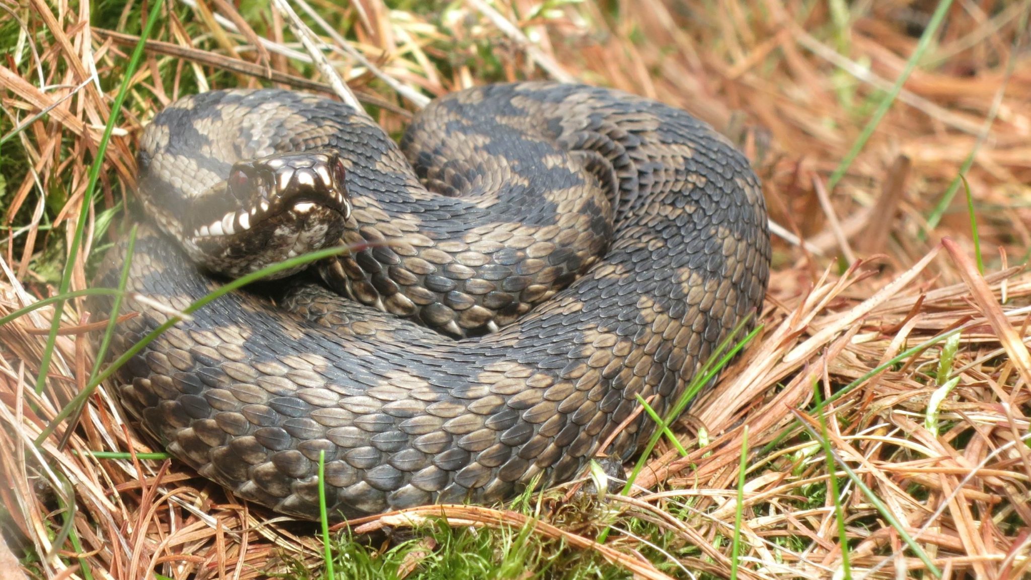 Højsæson for hugorme: Det her må du aldrig gøre