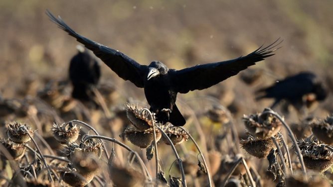 Larmende råger i nærheden? Sådan håndterer du dem