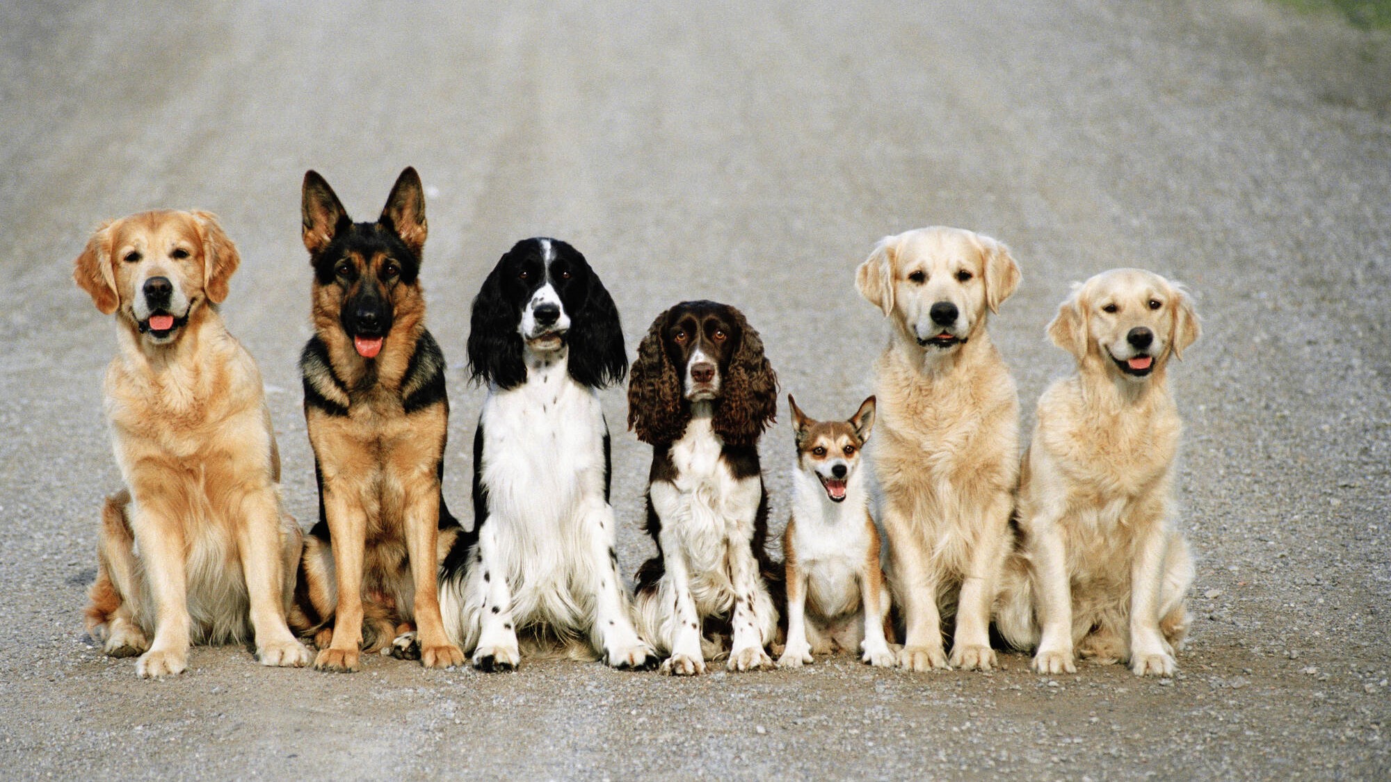 Se de 10 mest populære hunde i Danmark