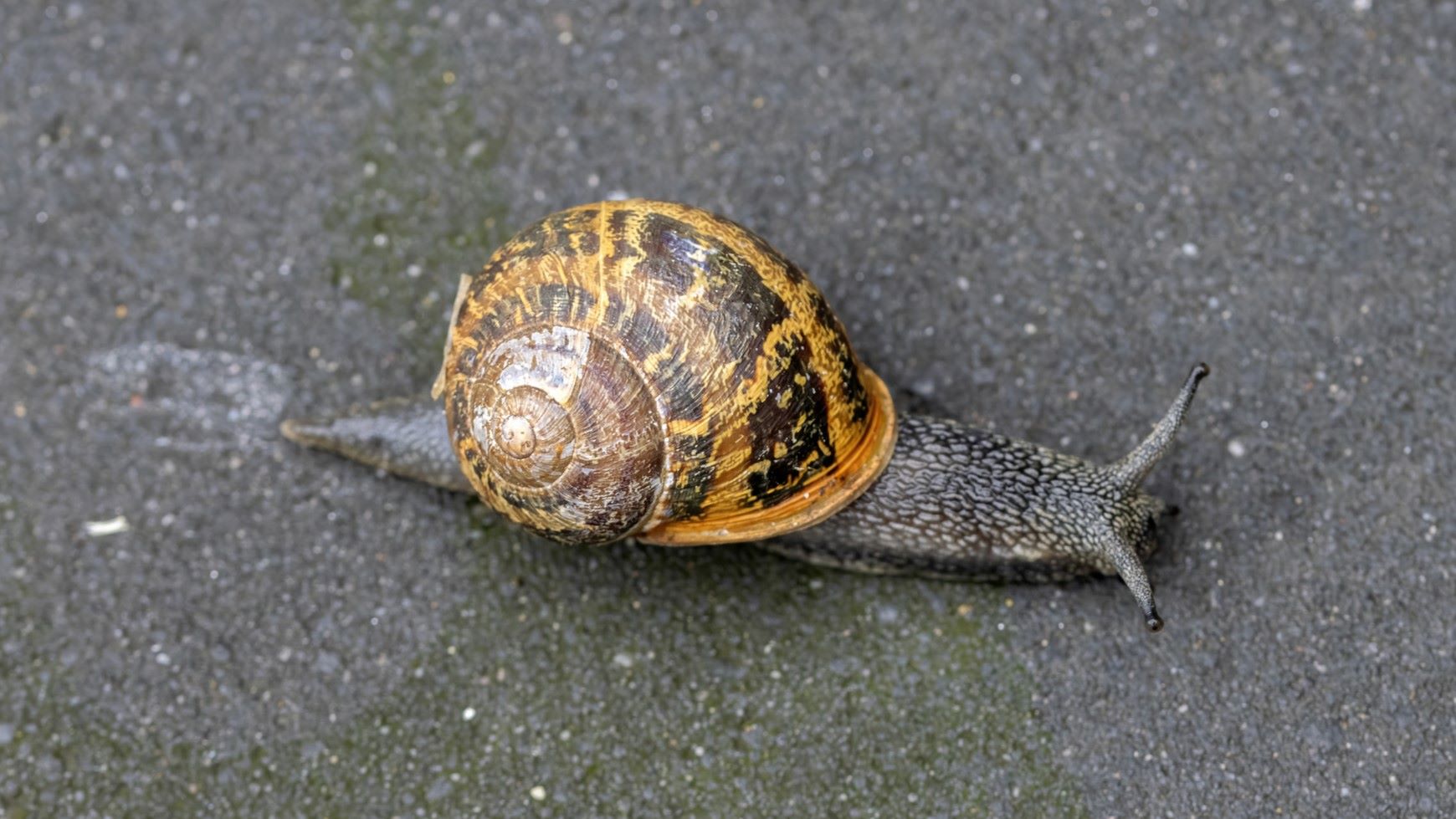 Haveejernes nye fjende: Sådan bekæmper du voldsneglen