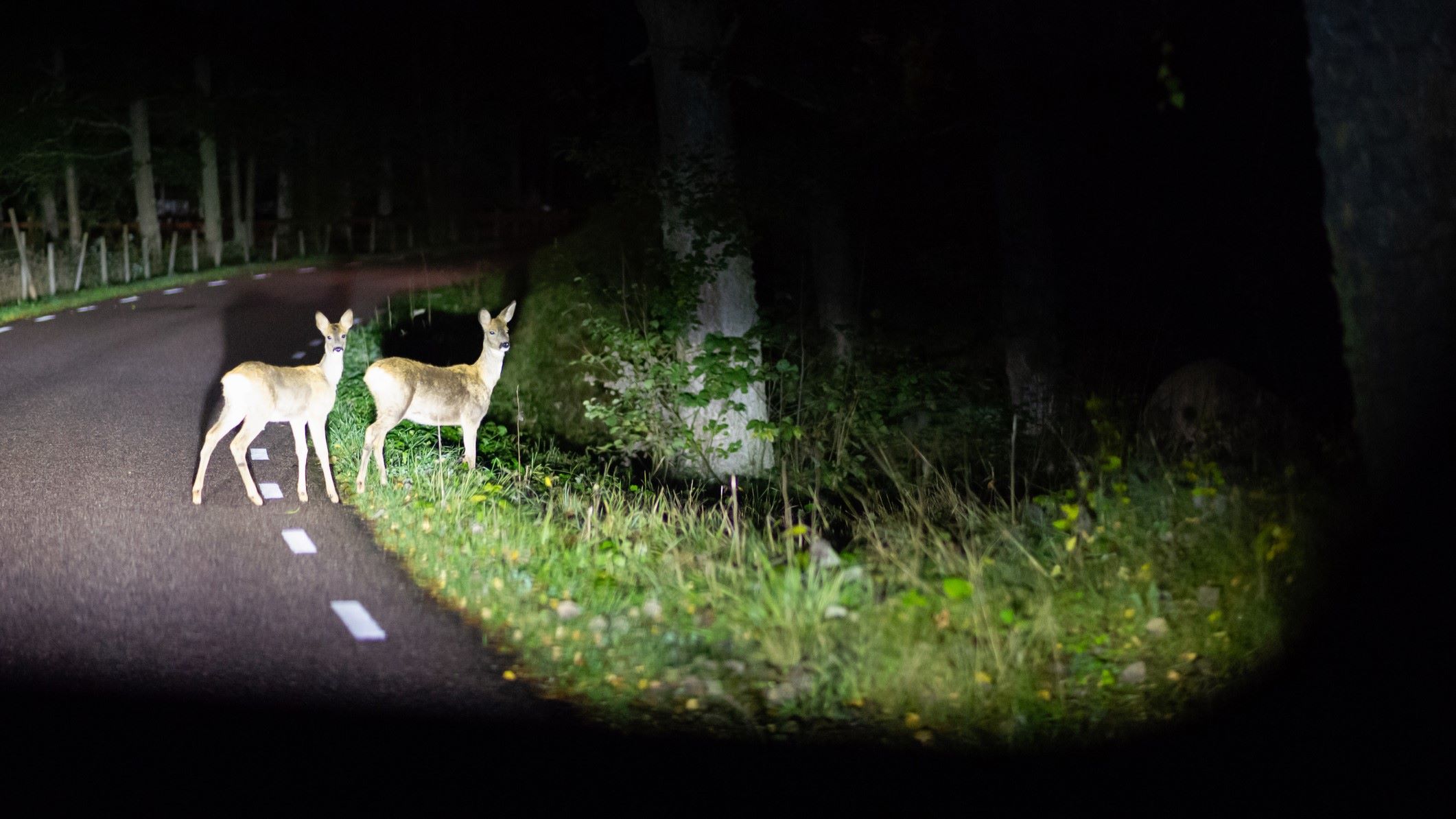 Flere hjorte bliver ramt på vejene: 2025 tegner til rekordår